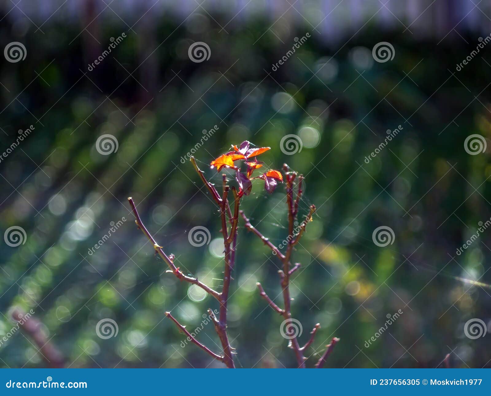 Rose Bush with Falling Leaves in the Garden Stock Image - Image of ...