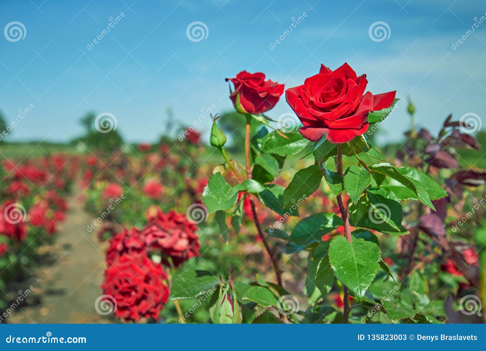 Rose Bush on the Field Under the Open Sky Stock Image - Image of flora ...
