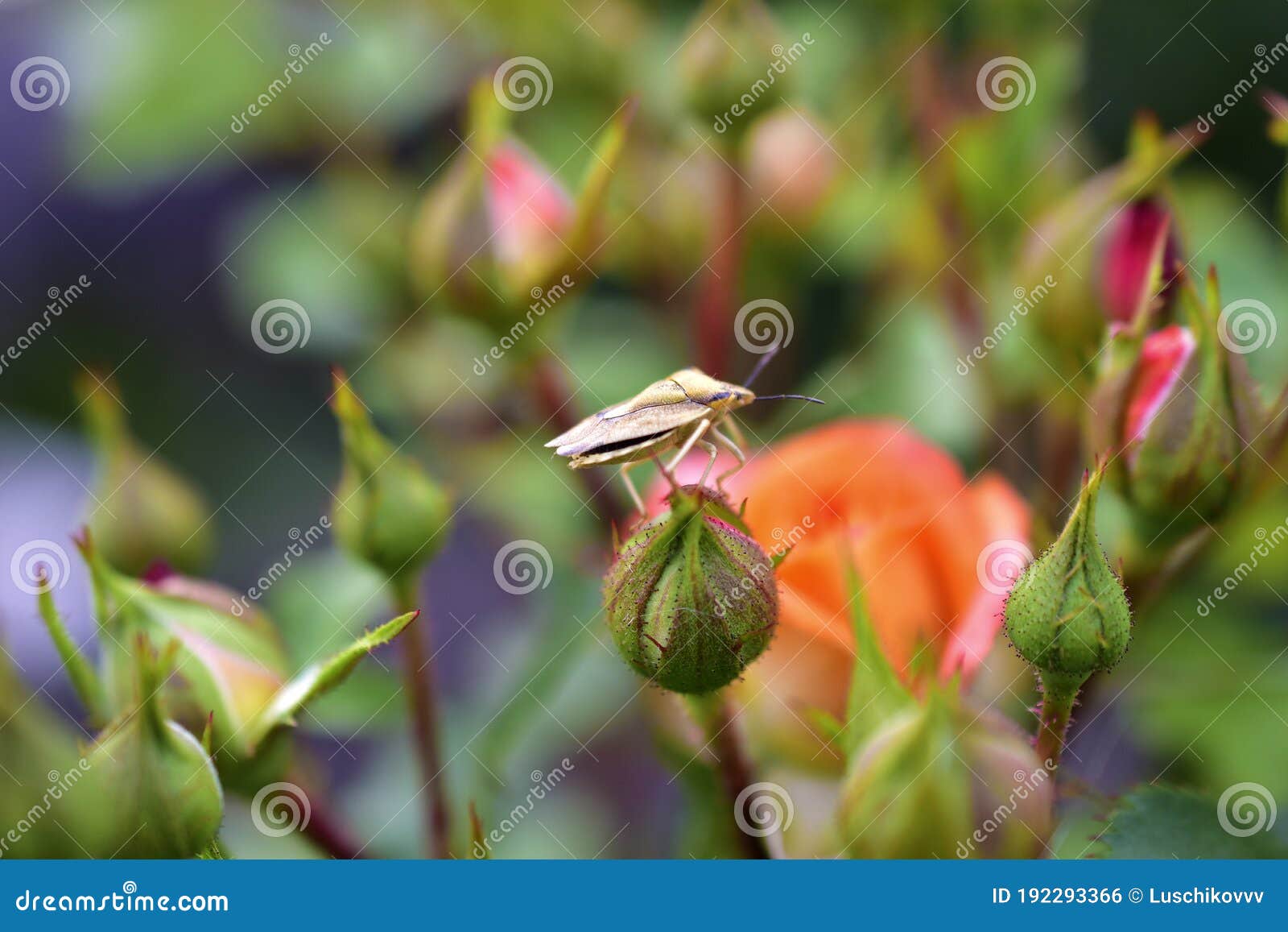 Rose Bush with Flowers and Insects Garden Bug Stock Photo - Image of ...
