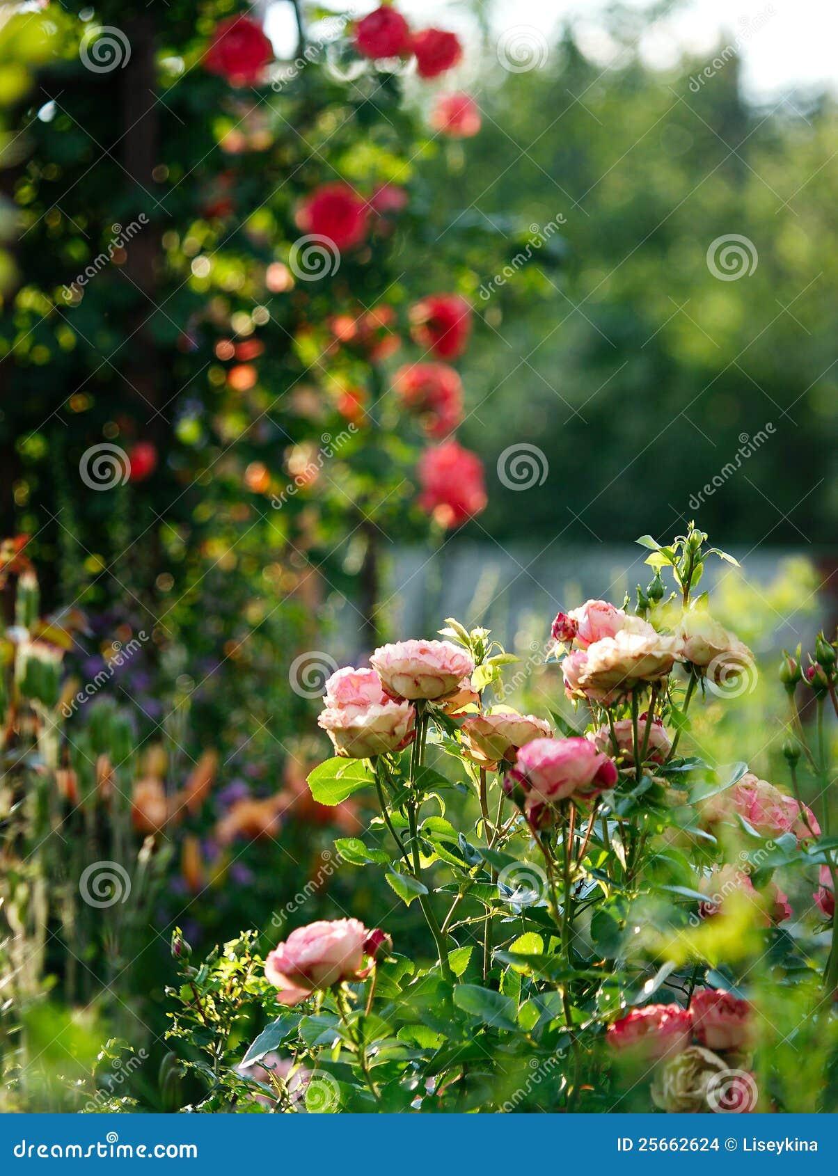 Rose bush in a garden. stock photo. Image of bush, nature - 25662624