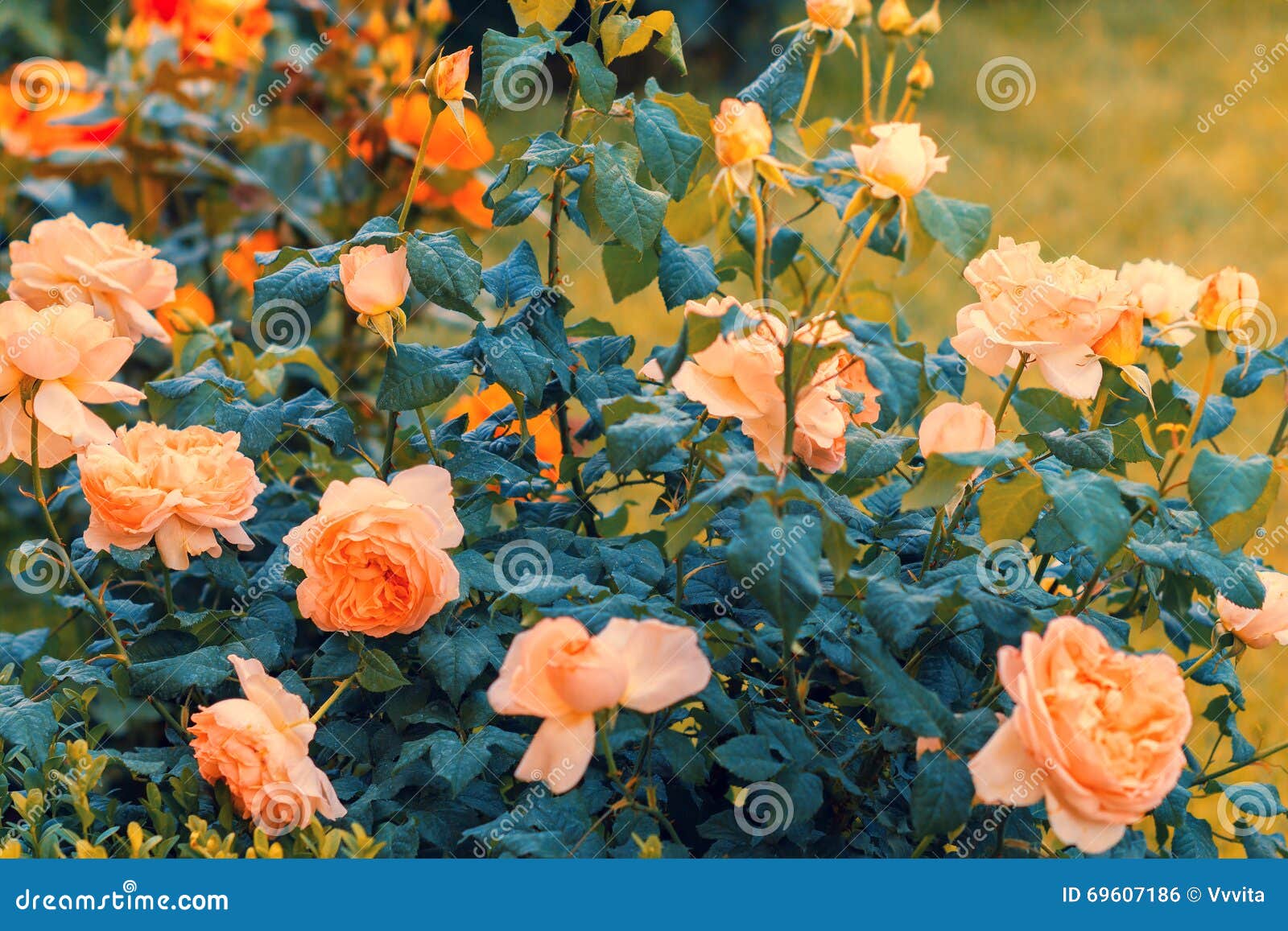 Rose bush in the garden stock photo. Image of garden - 69607186