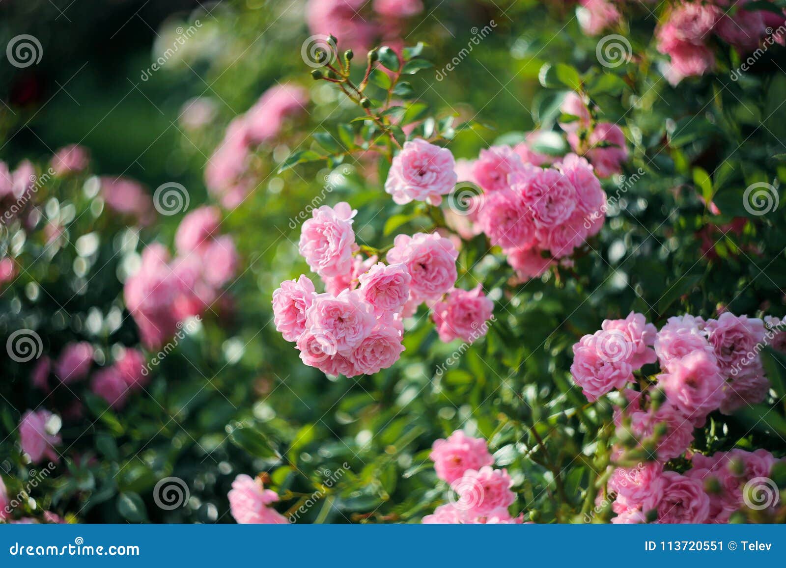 Rose Bush in the garden stock image. Image of flower - 113720551