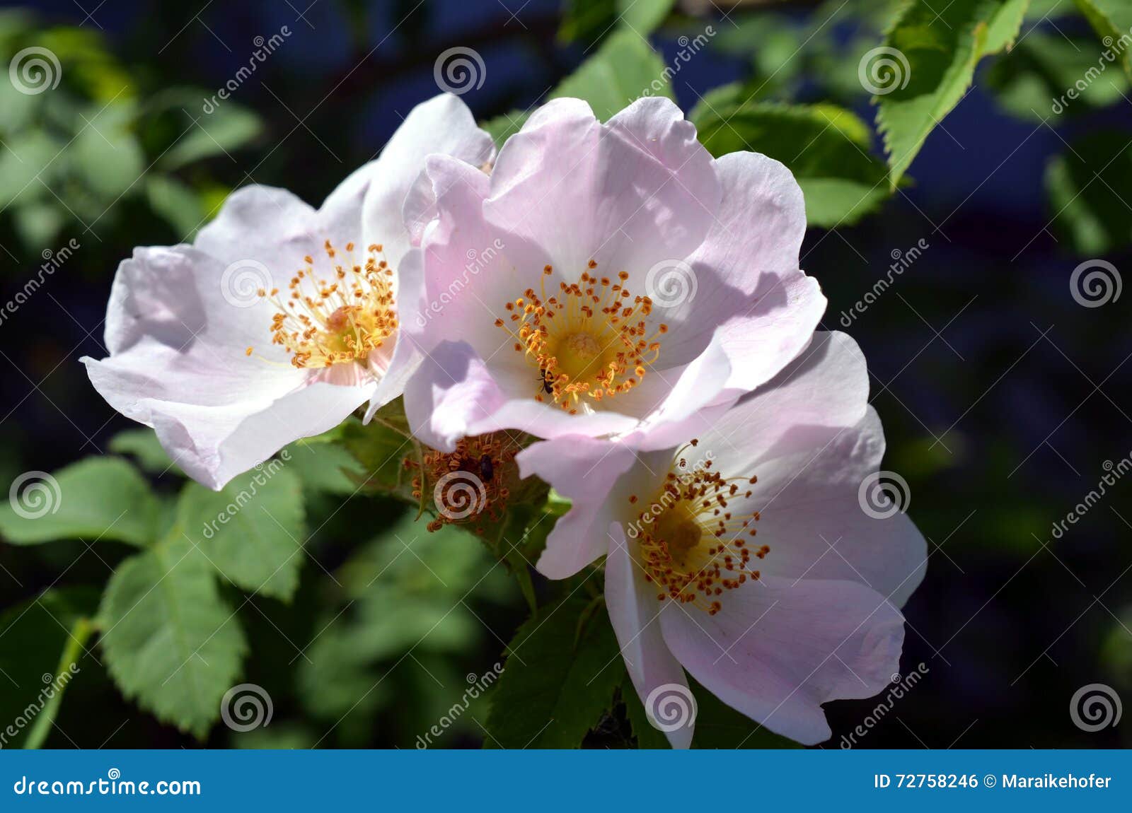 Rose Bush with Lots of Pink Roses in Bloom. Stock Photo - Image of ...