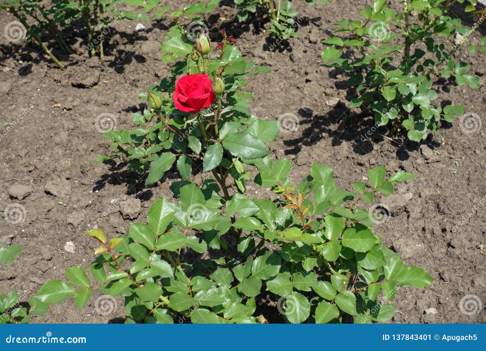 Rose Bush with One Red Flower Stock Image - Image of outdoors, petal ...