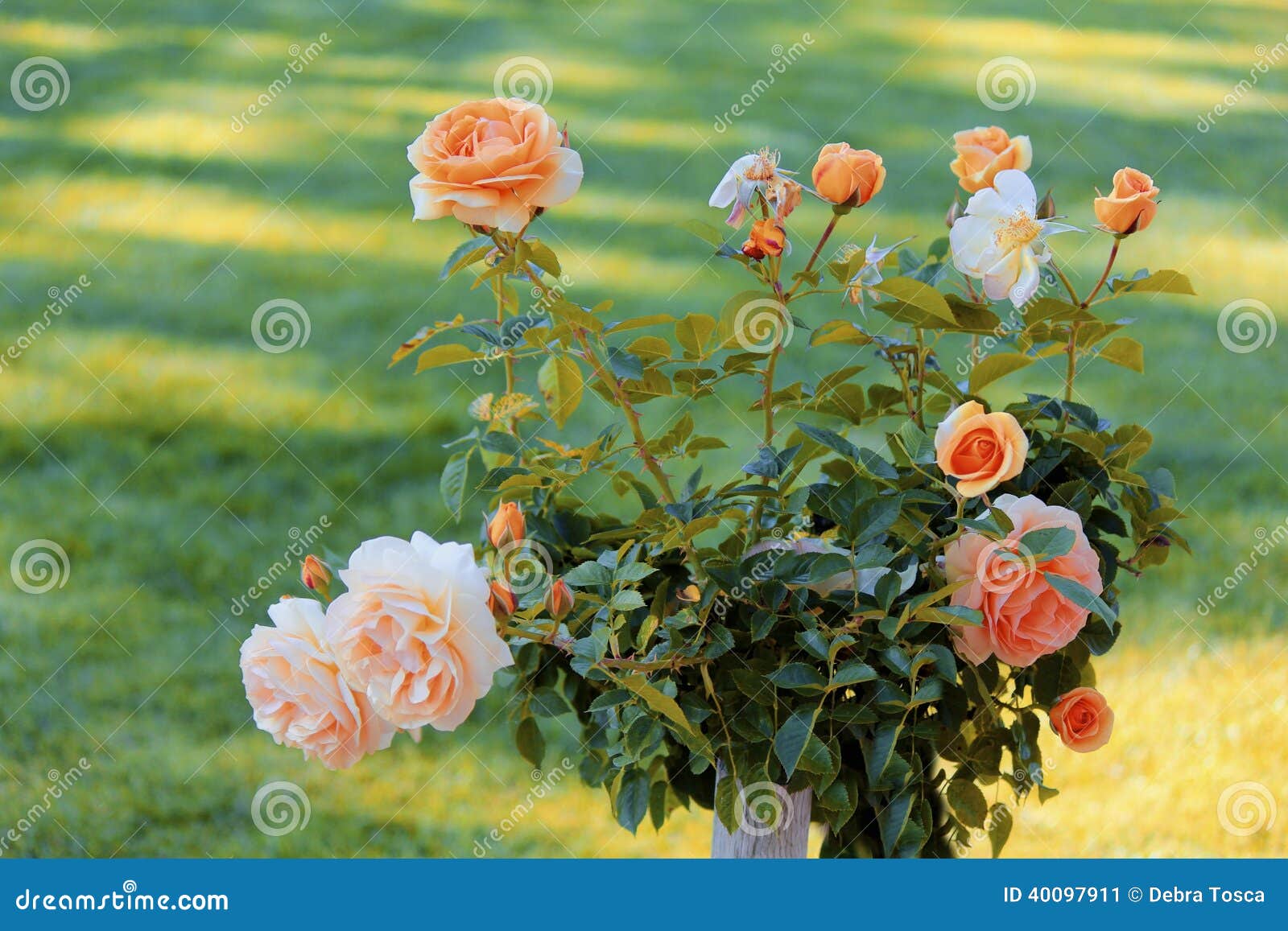 Rose bush peach color stock image. Image of peach, rose - 40097911