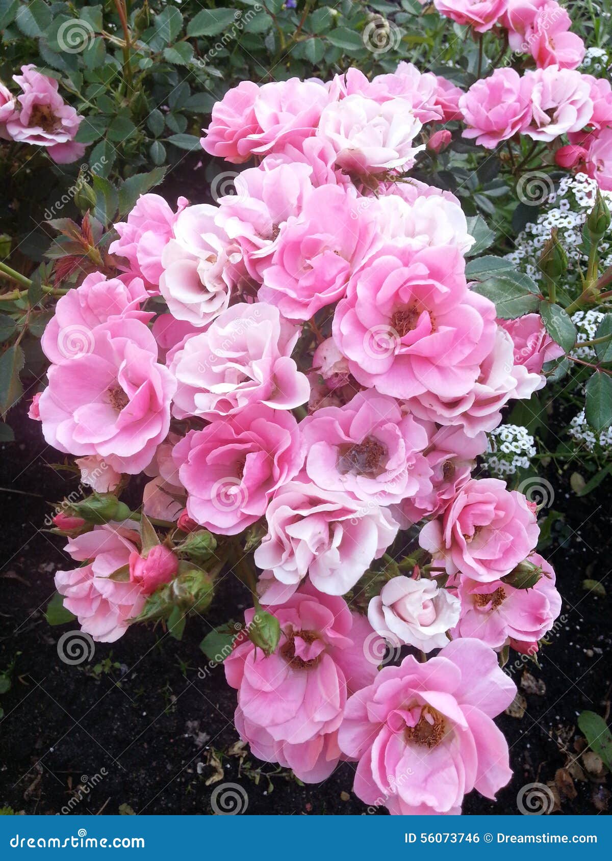 Rose-bush stock photo. Image of rose, rosebush, garden - 56073746