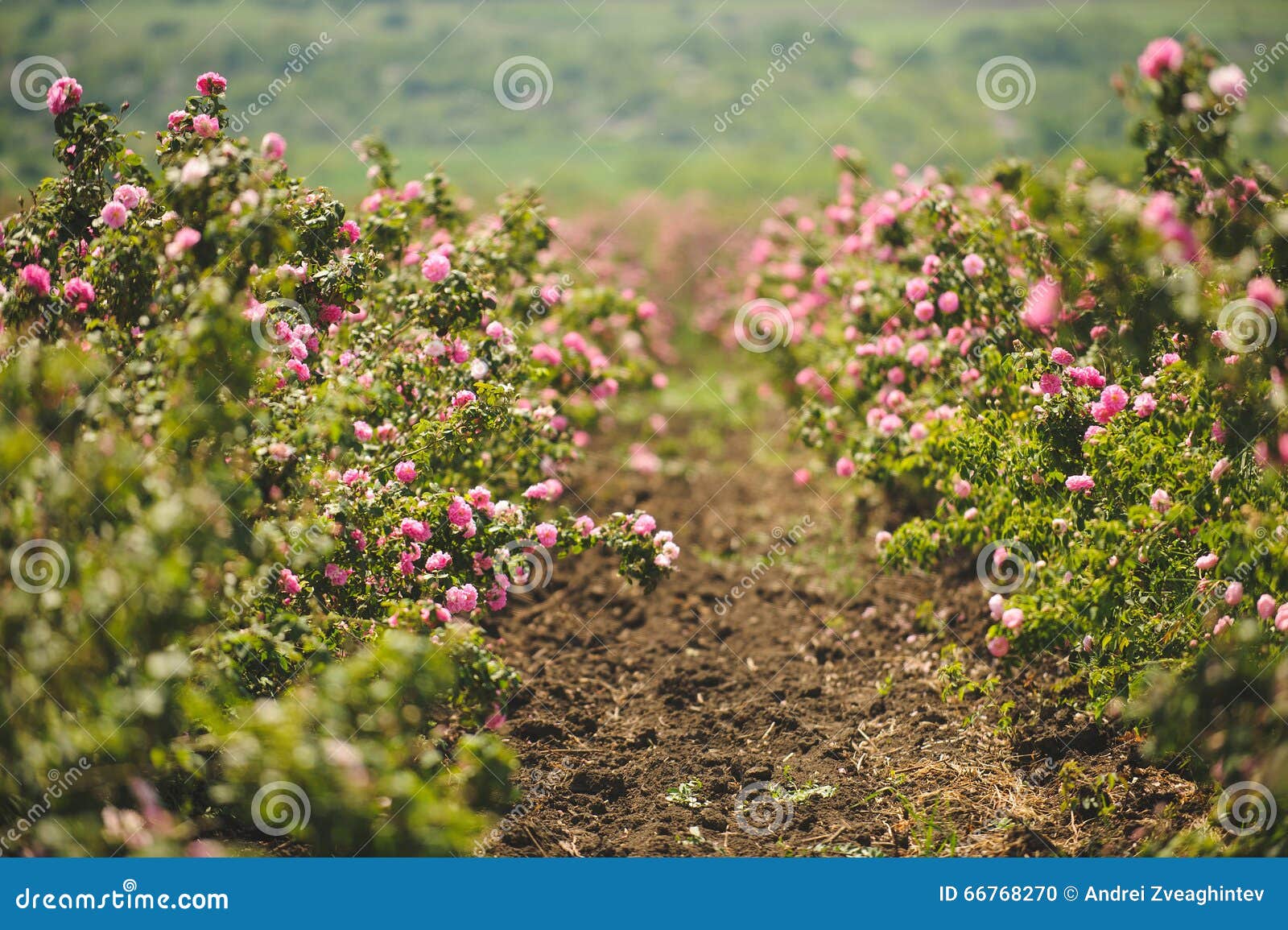 Rose Bush Rows stock photo. Image of leaf, culture, cultivated - 66768270