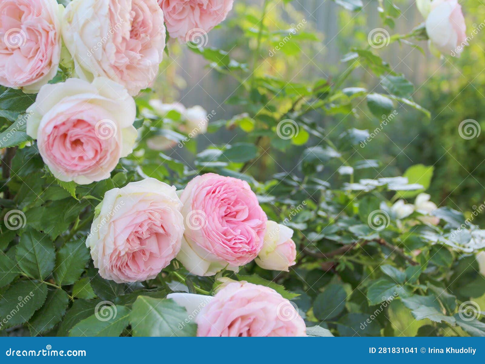 Rose Bush in the Summer Garden Stock Image - Image of garden, flora ...
