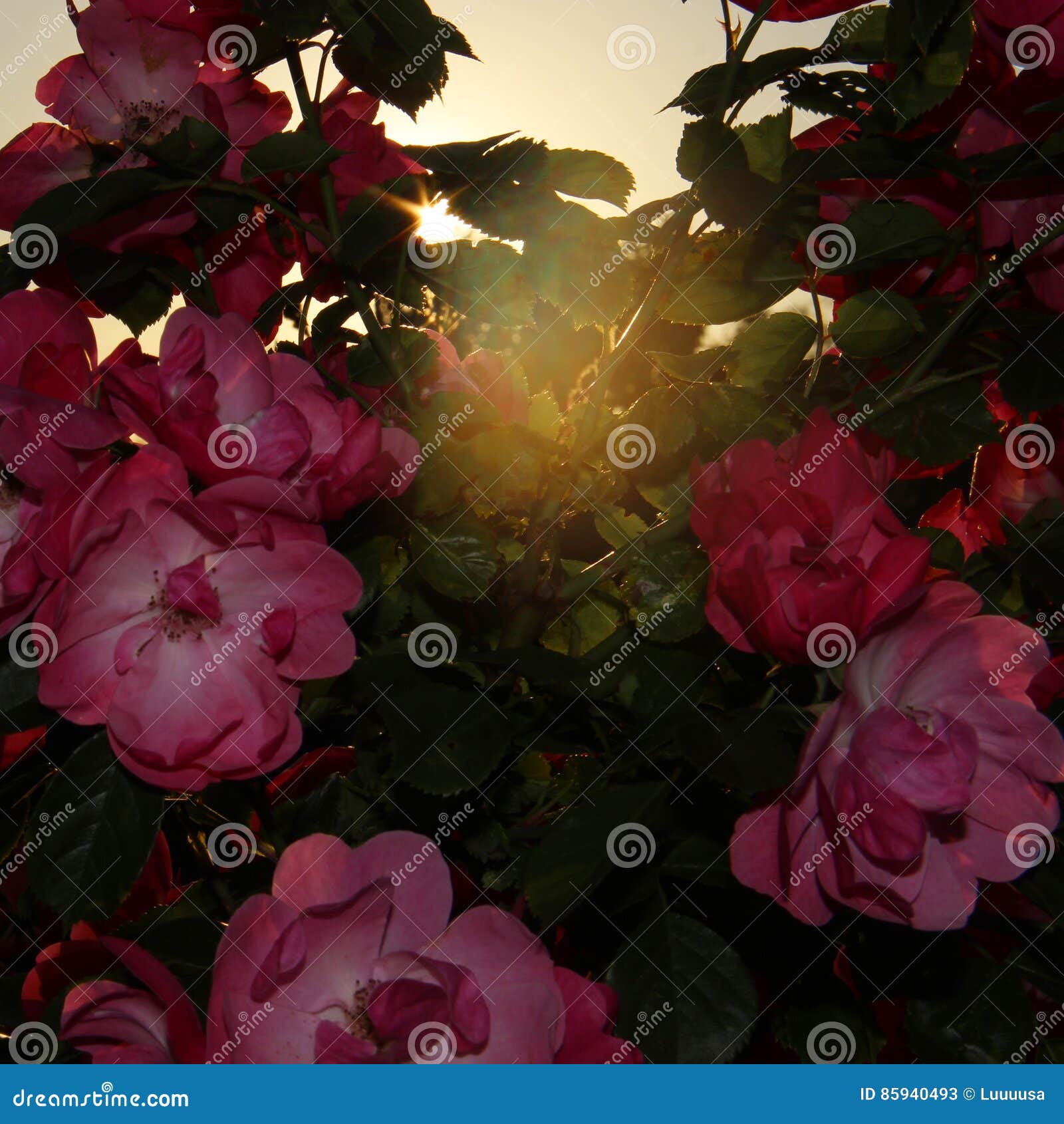 Rose bush at sunset stock image. Image of petal, beautiful - 85940493
