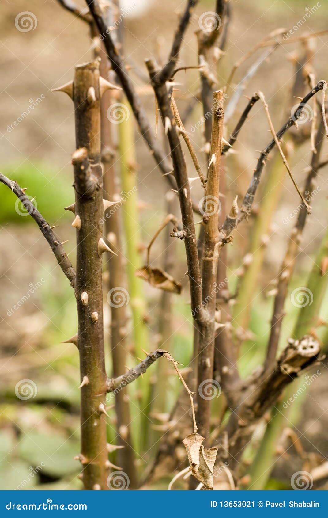 3,297 Rose Bush Thorns Stock Photos - Free & Royalty-Free Stock Photos ...