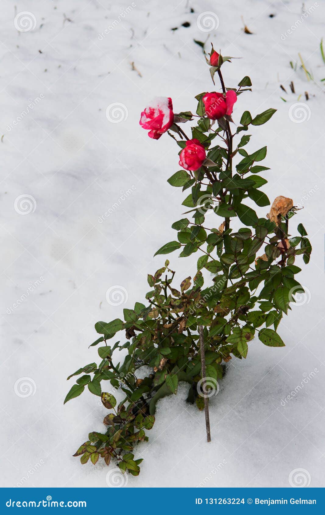 Rose Bush Under the First Snow Stock Photo - Image of tree, beautiful ...