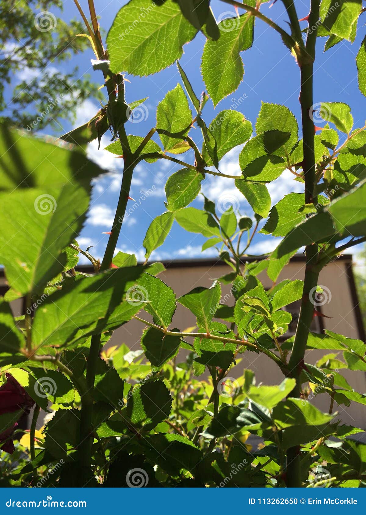 An Upward View through the Leaves. Stock Photo - Image of bush, vines ...