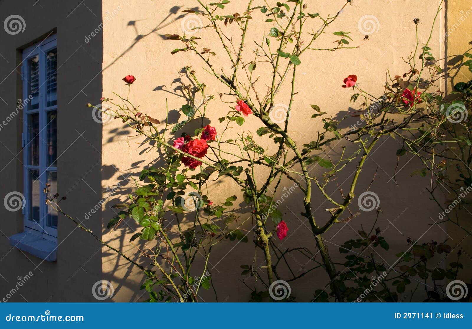 Rose bush at wall stock image. Image of bush, afternoon - 2971141