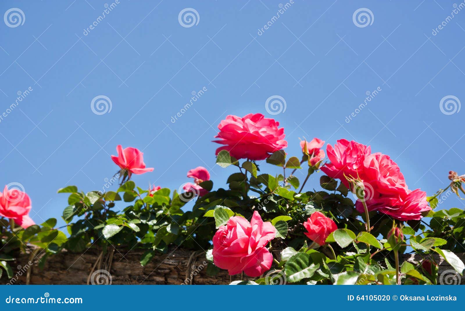 Rose bushes stock photo. Image of beautiful, sunlight - 64105020