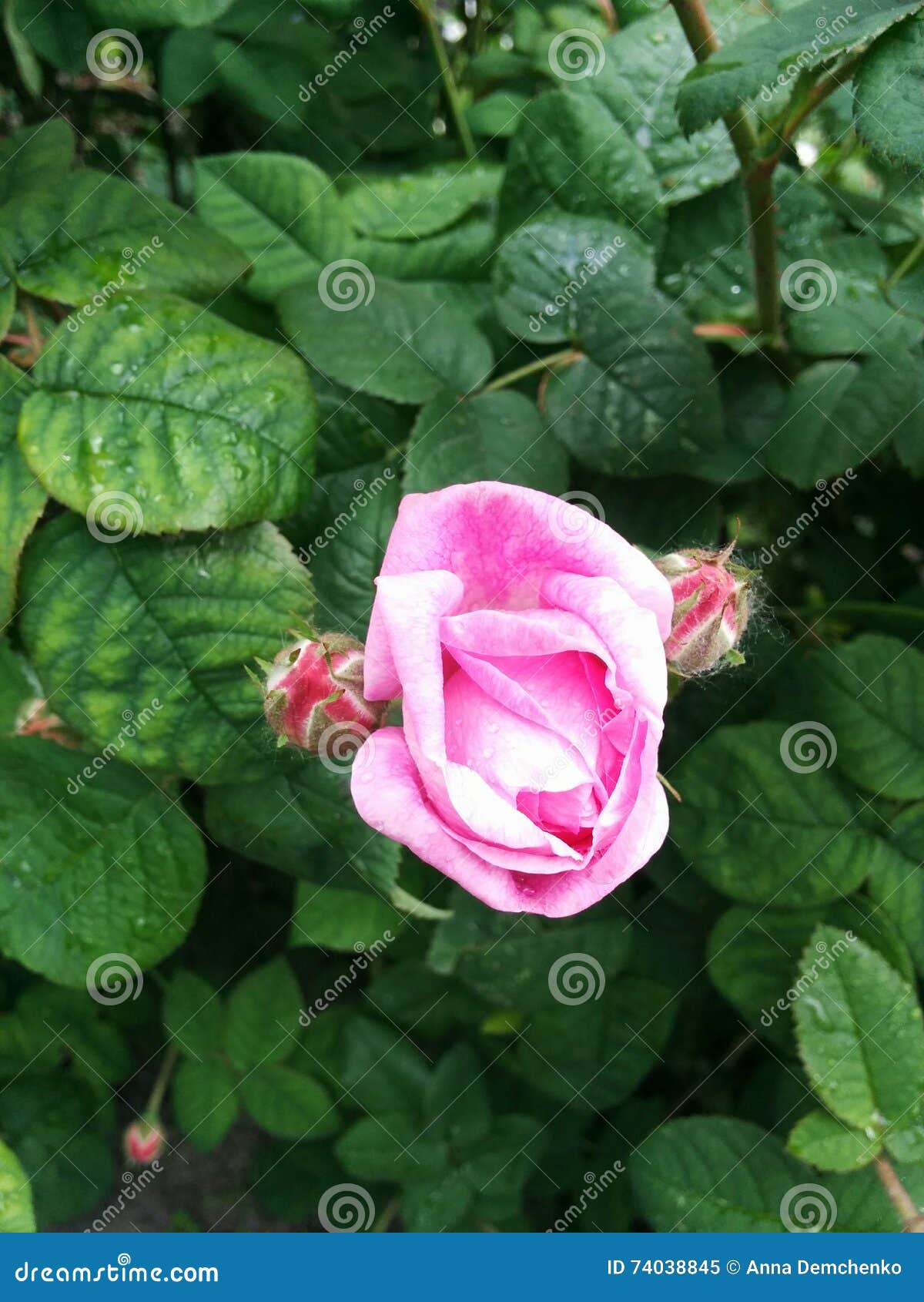 Rose button stock image. Image of flower, button, beautiful - 74038845