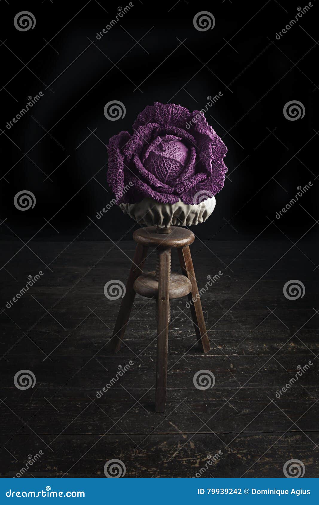 Rose cabbage stock photo. Image of life, still, rose - 79939242