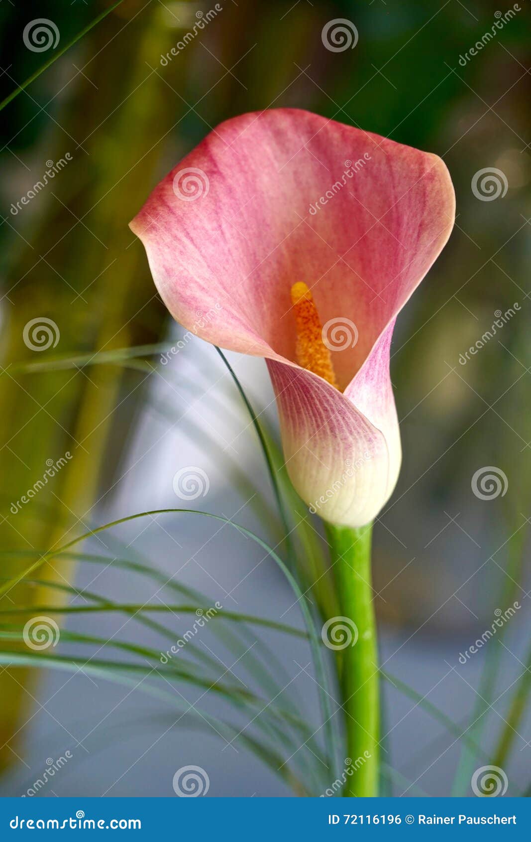 Rose calla stock photo. Image of valentine, orange, bloom - 72116196