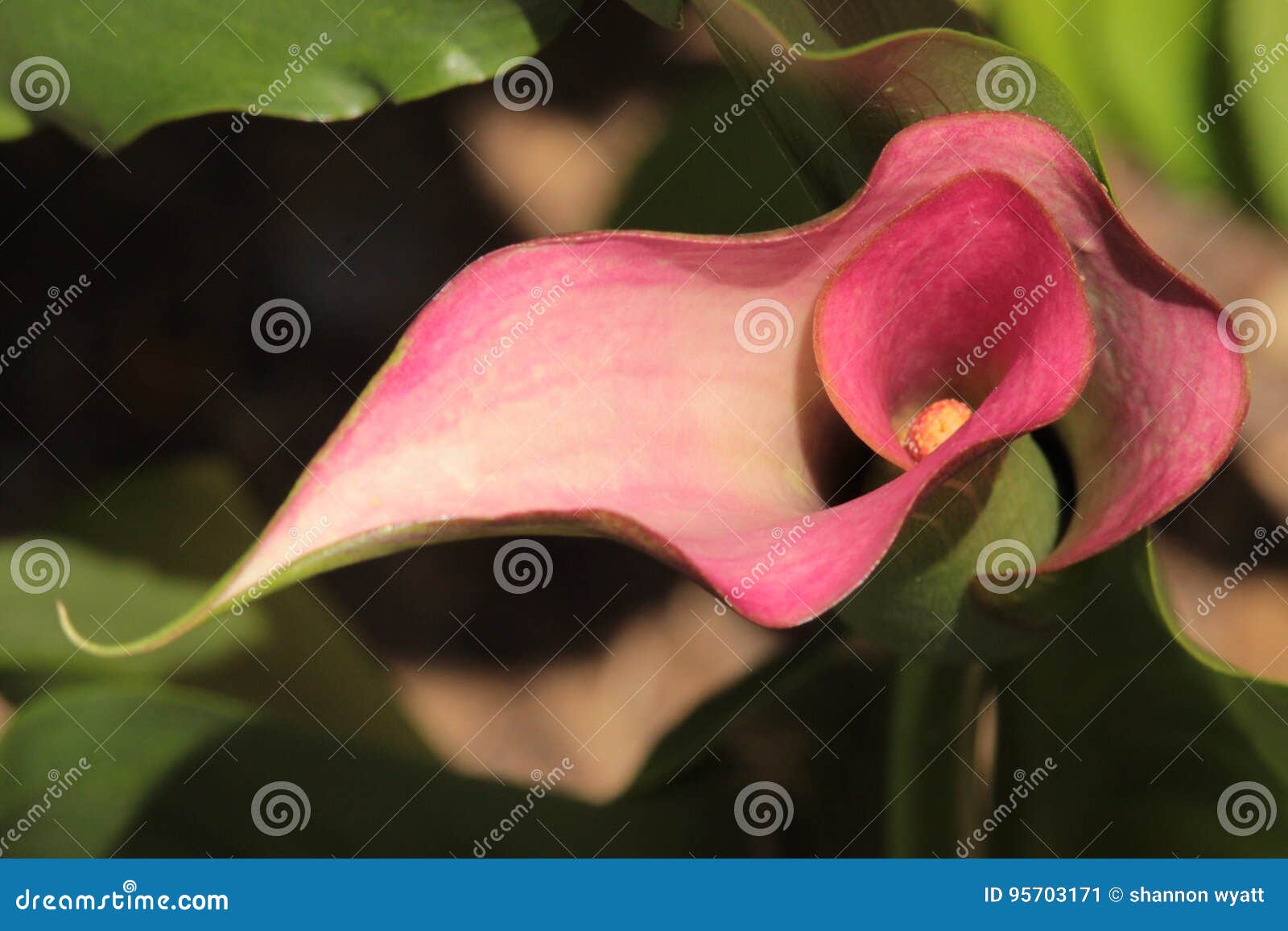 Rose Calla Lily stock image. Image of summertime, flower - 95703171