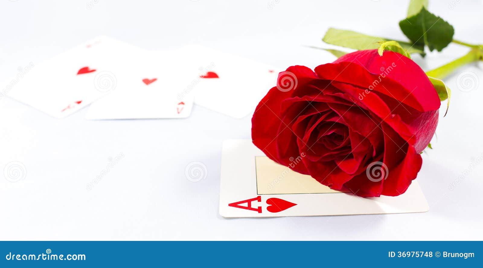 Rose and Card stock photo. Image of imagination, romantic - 36975748
