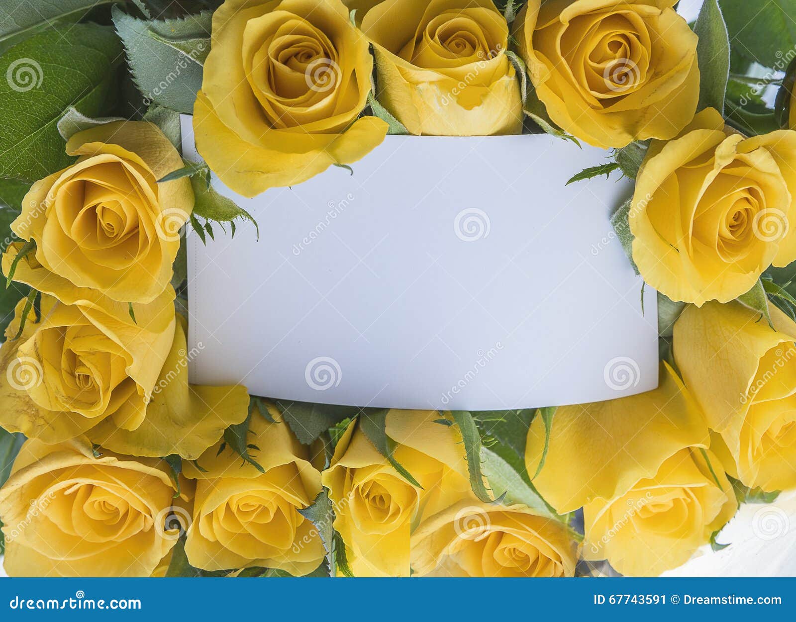 Rose card stock image. Image of rose, wisches, royalty - 67743591