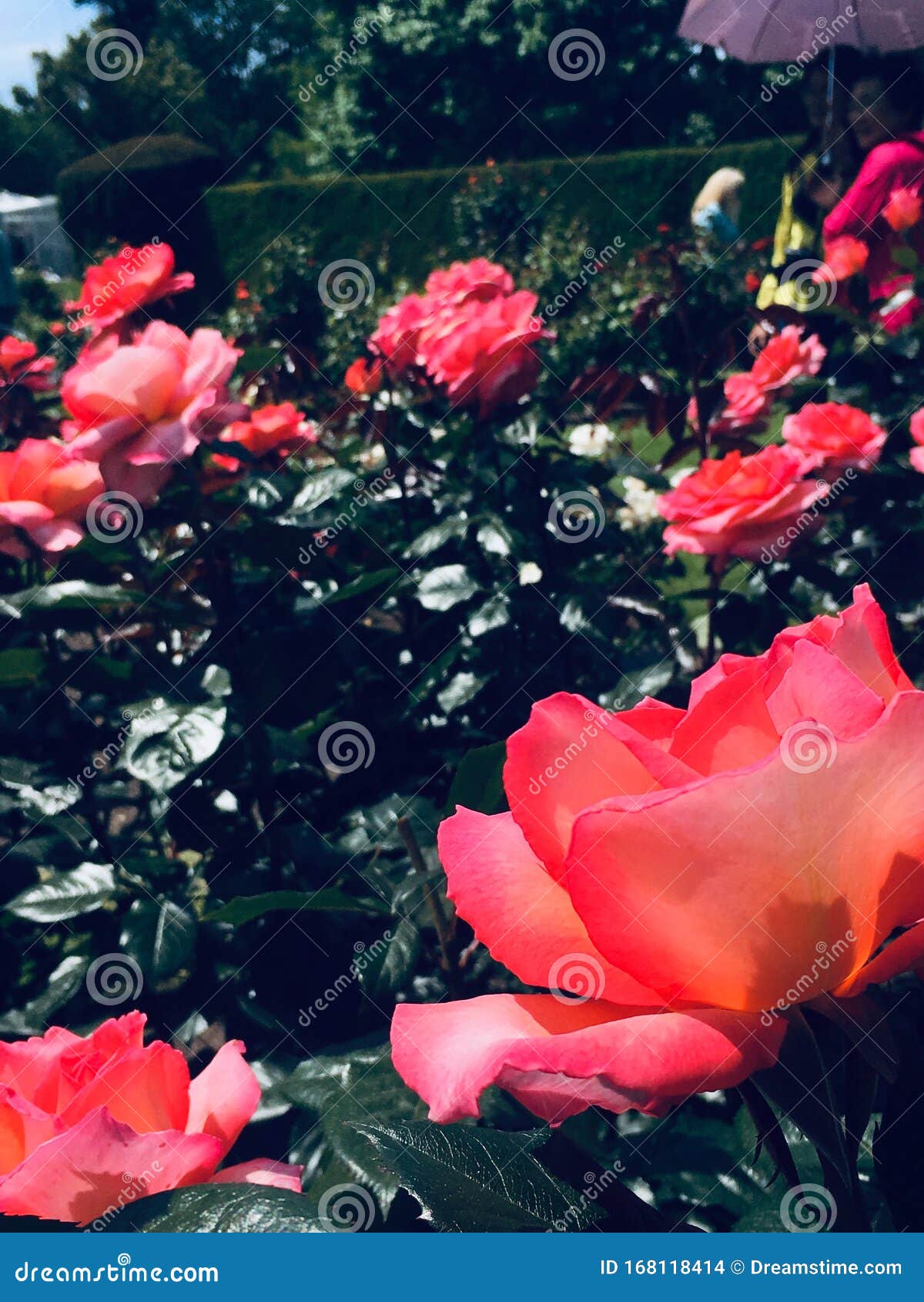 Rose Cascade stock photo. Image of rose, bushes, roses - 168118414