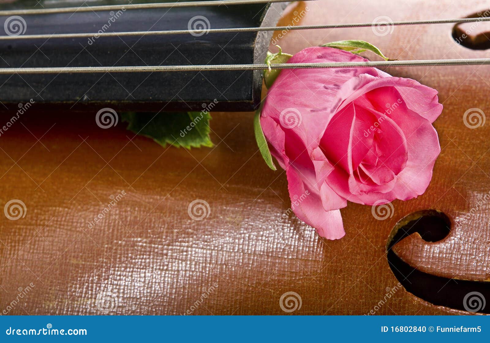 Rose on cello stock photo. Image of rehearsal, rose, note - 16802840