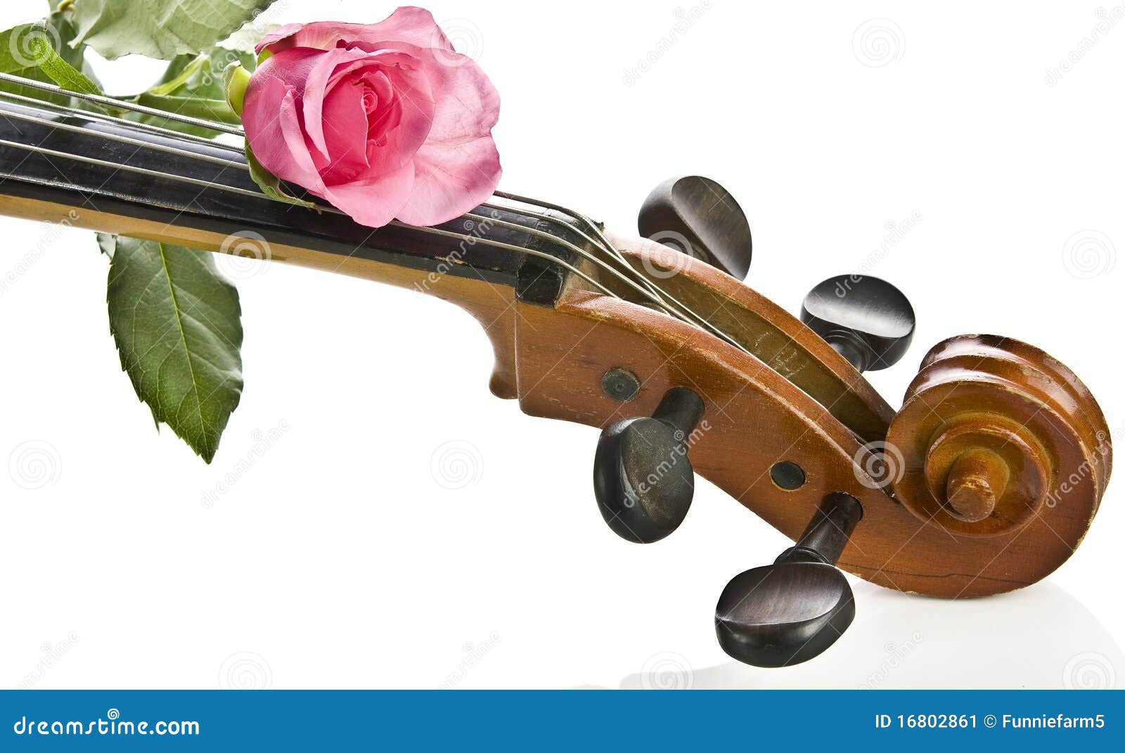 Rose on cello isolated stock image. Image of concept - 16802861