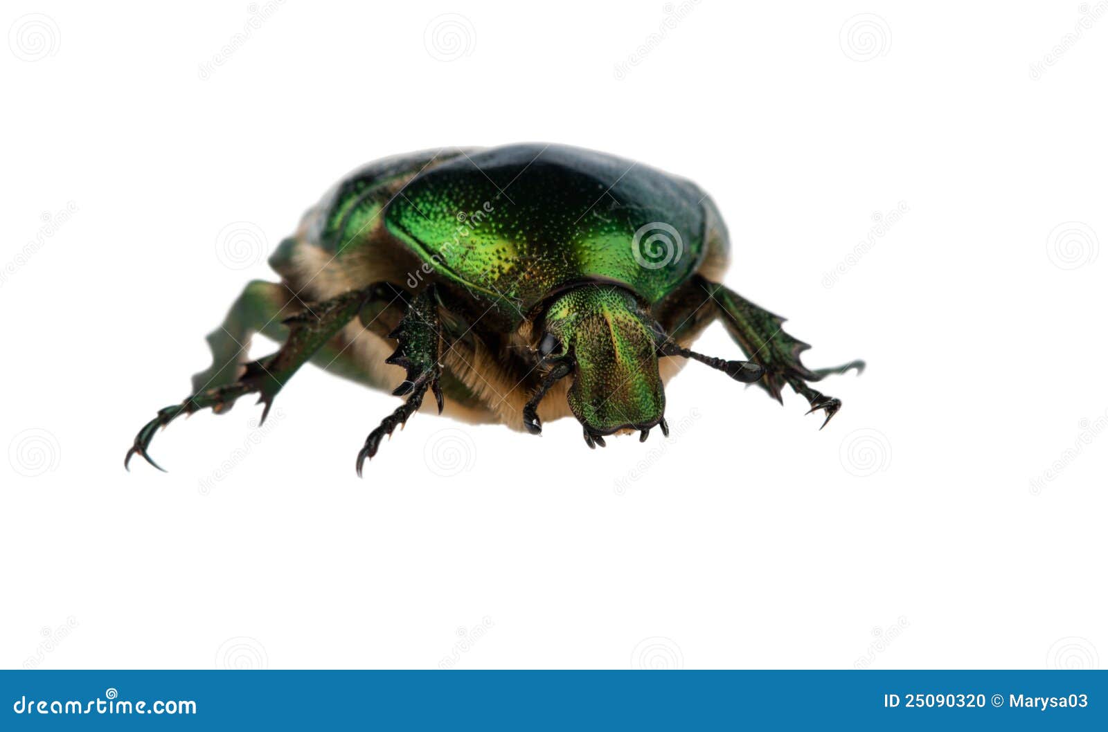 Rose chafer stock photo. Image of insect, animal, isolated - 25090320
