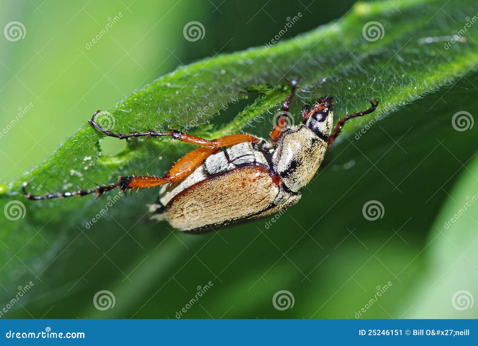 Rose Chafer, Cetonia Aurata, Isolated On White Background. Beautiful ...