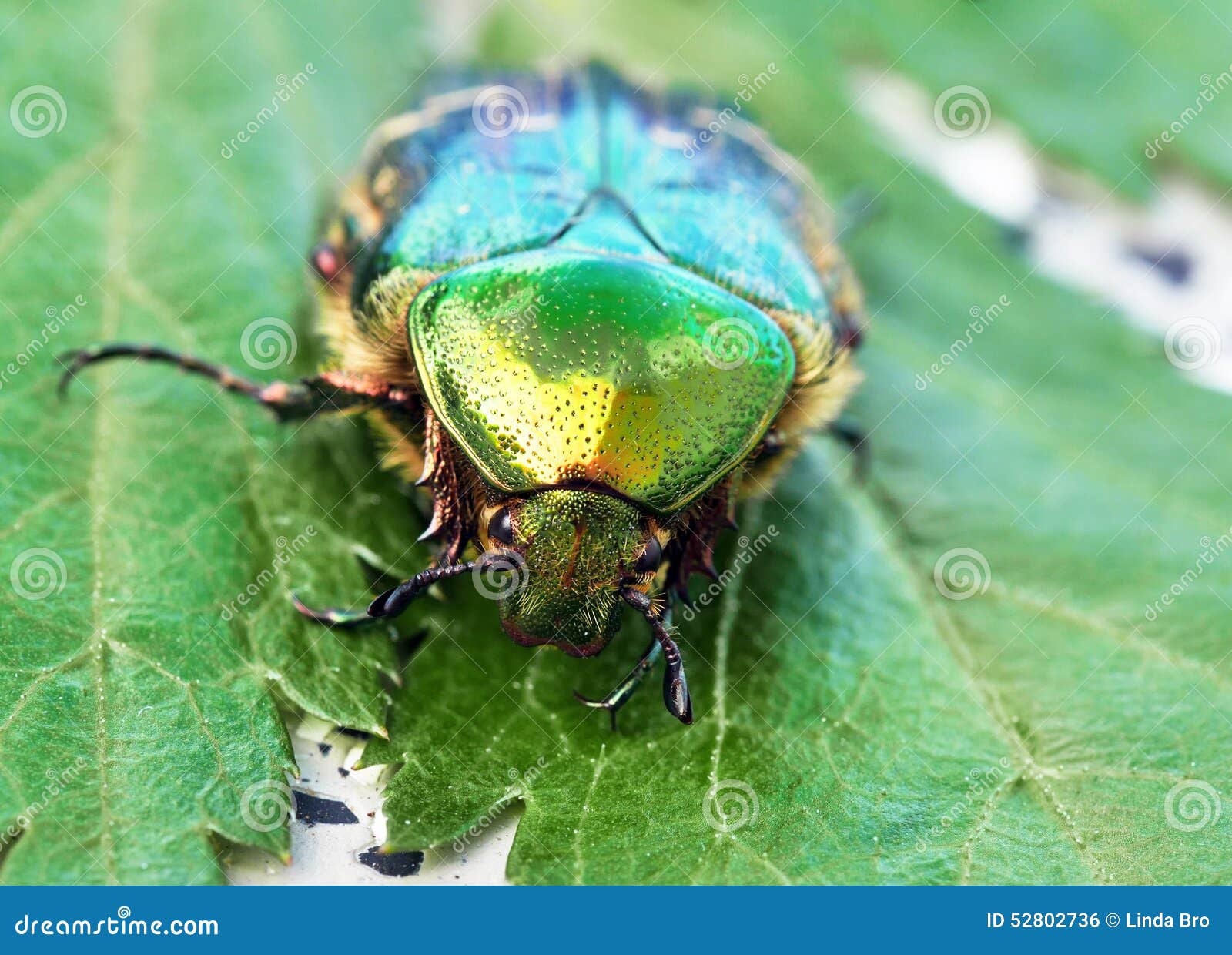 Rose chafer stock photo. Image of summer, beetle, endangered - 52802736