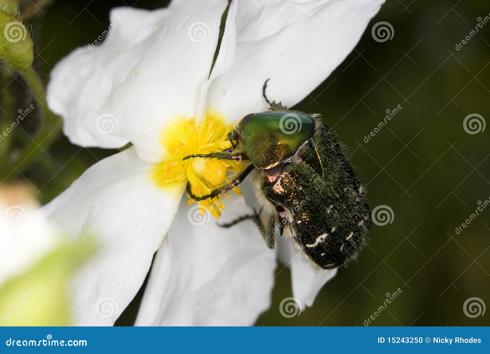Rose Chafer on flower stock photo. Image of green, macro - 15243250