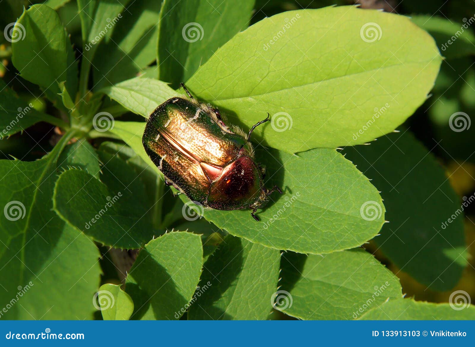Green rose chafer stock image. Image of plant, chafer - 133913103