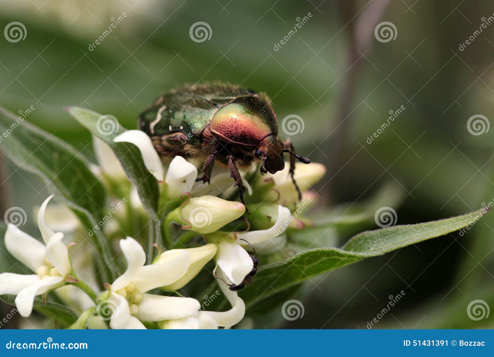 Rose chafer stock image. Image of shiny, macro, goldsmith - 51431391 Rose chafer stock image. Image of shiny, macro, goldsmith - 51431391