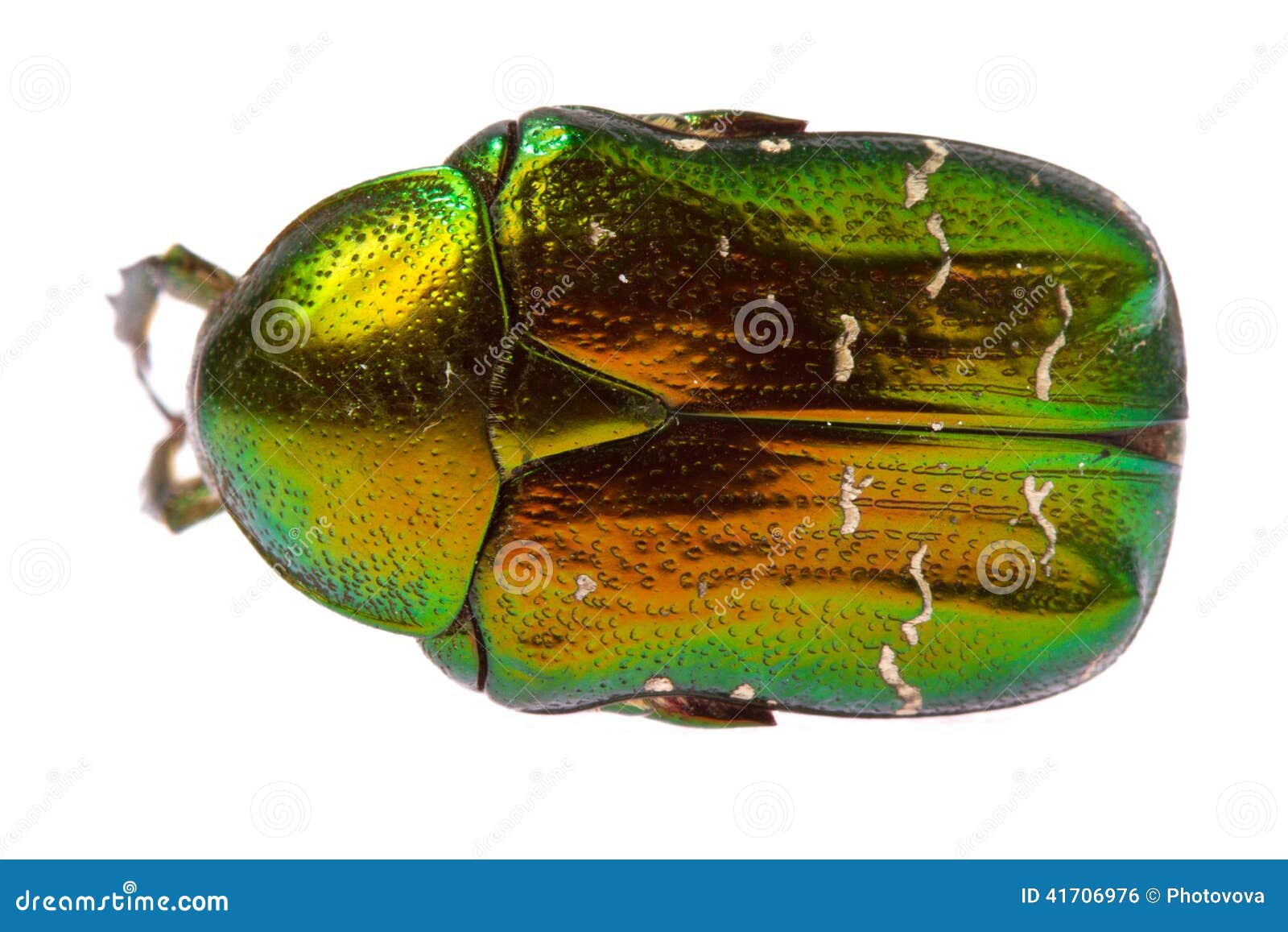 Rose chafer isolated stock photo. Image of insect, natural - 41706976