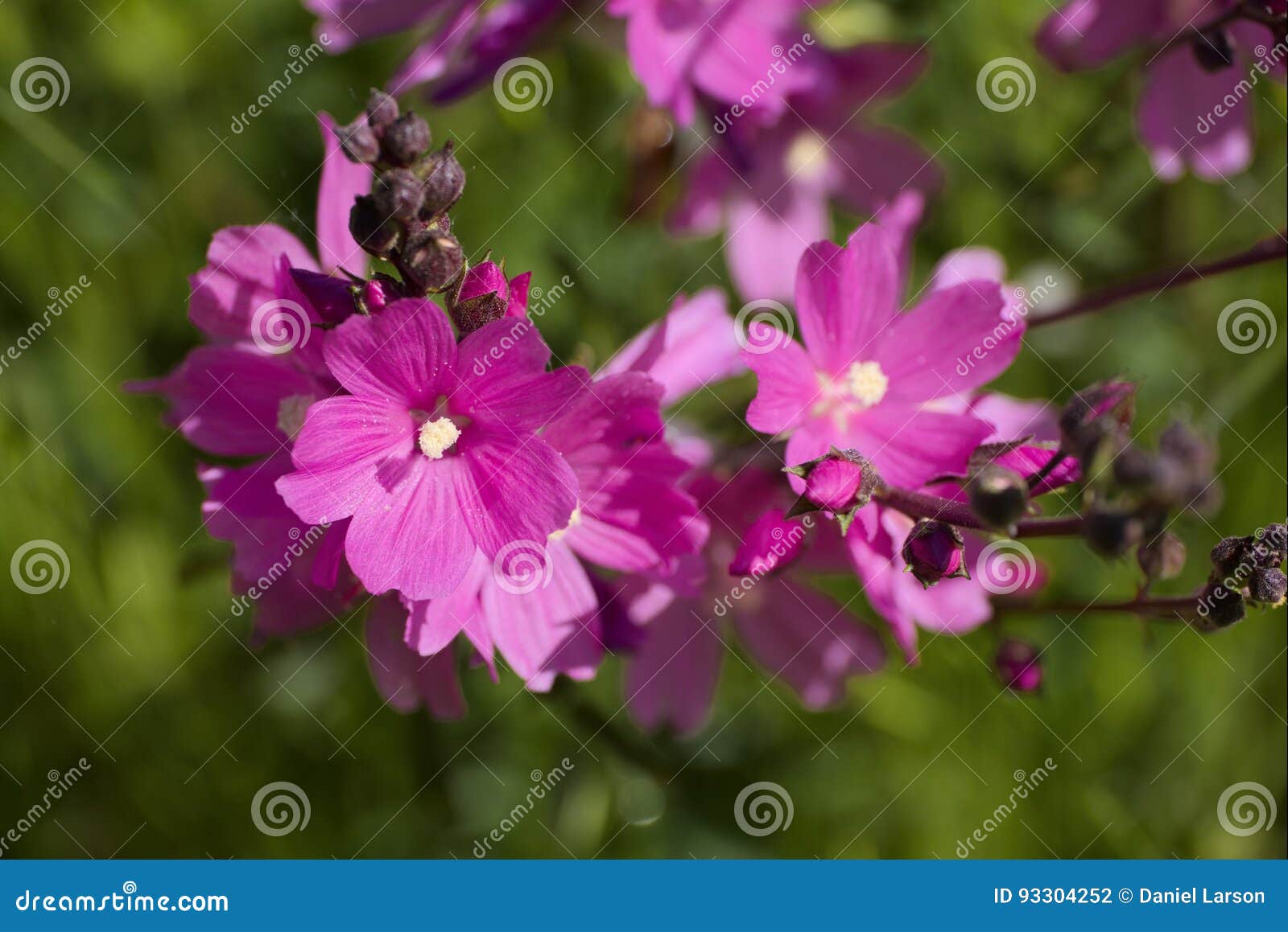 Rose Checker Mallow stock photo. Image of pink, sildacea - 93304252