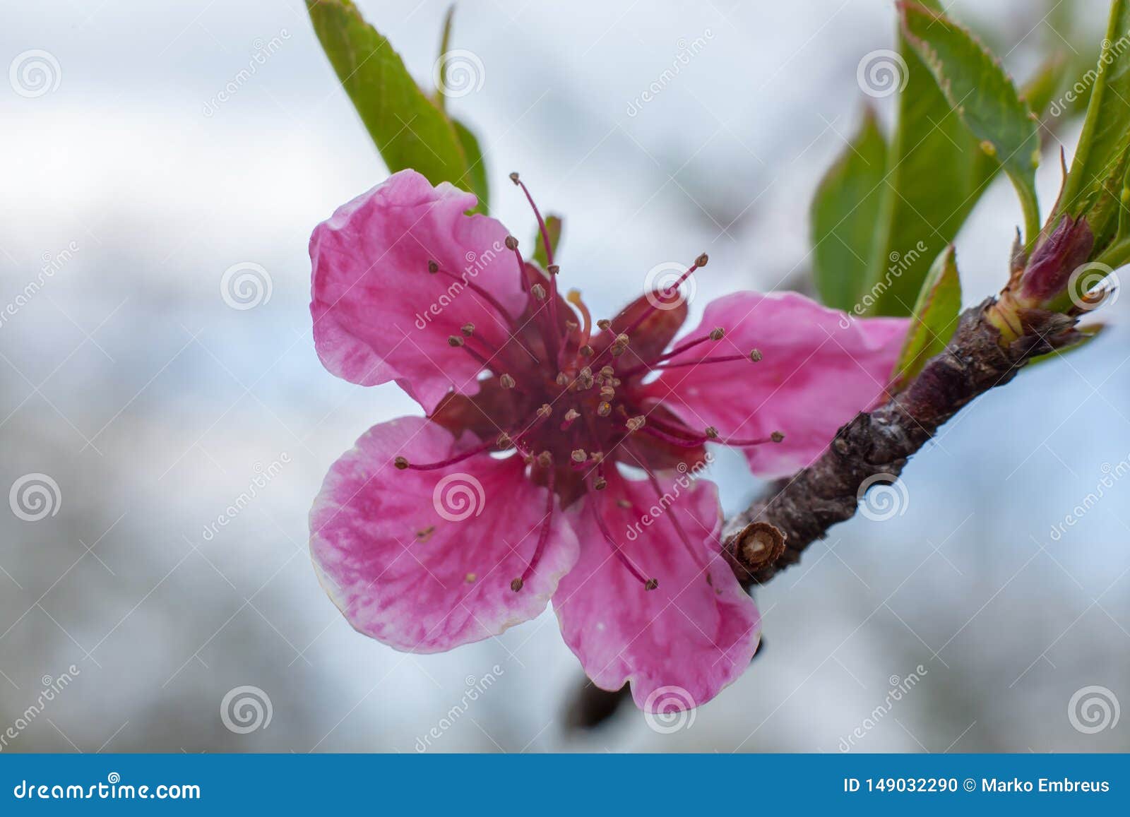 Rose cherry flower stock photo. Image of beauty, color - 149032290