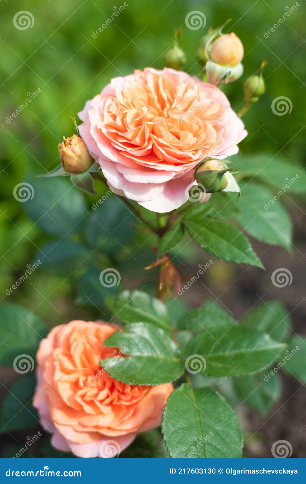 Rose Chippendale Tantau in the Garden Stock Photo - Image of macro ...