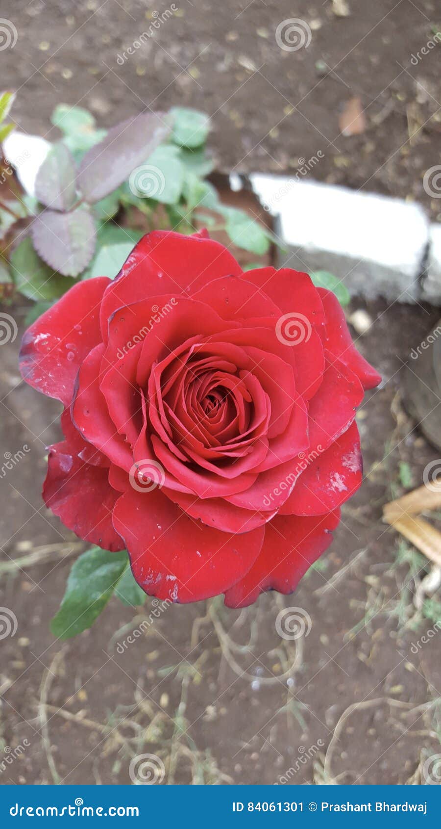 Rose stock image. Image of symbol, rose, shot, love, clean - 84061301