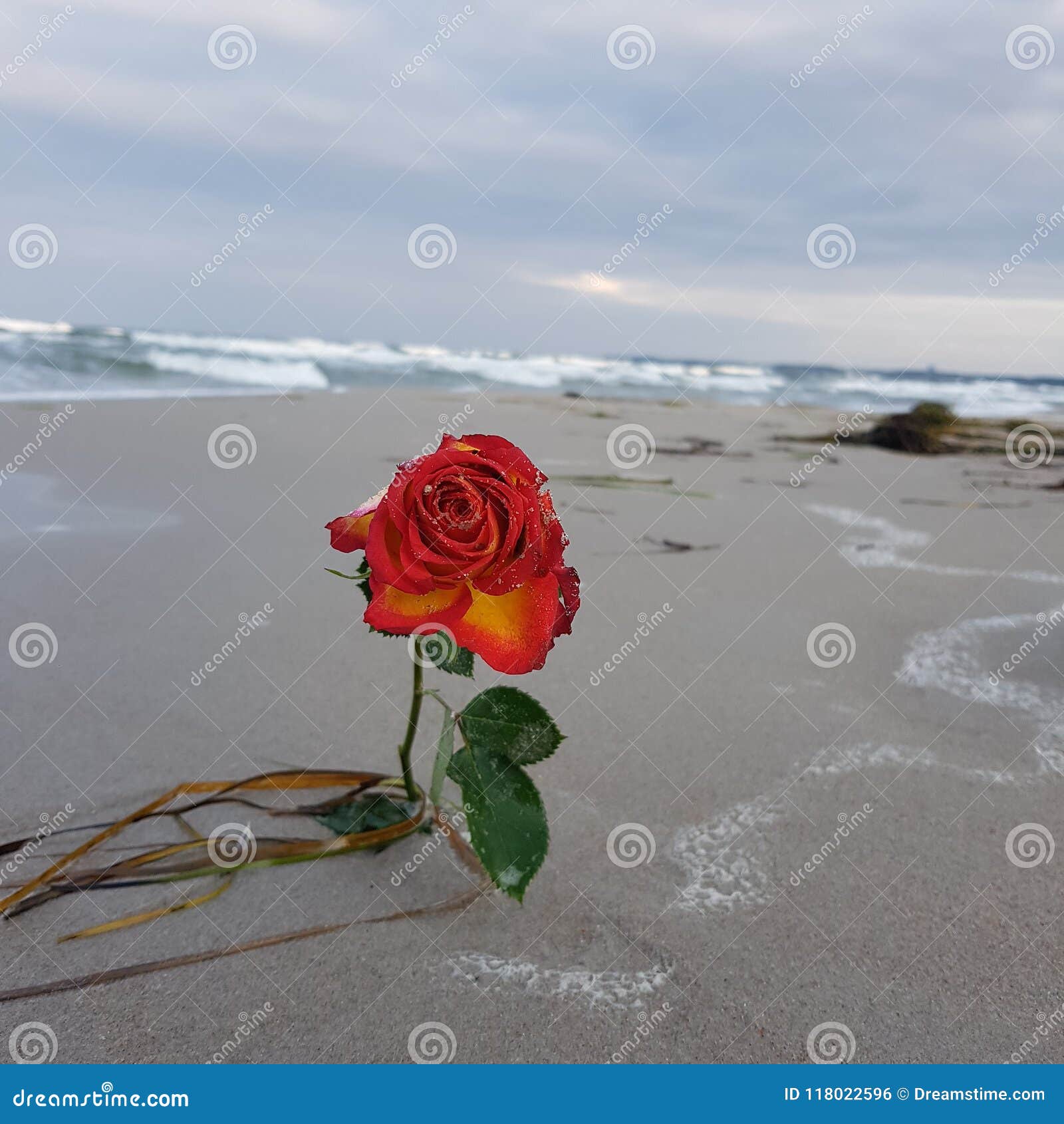 Rose on beach stock photo. Image of fish, change, beach - 118022596