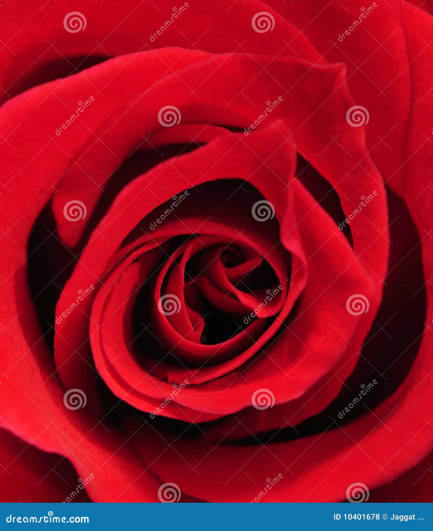 Rose Close-up stock photo. Image of bouquet, color, delicate - 10401678