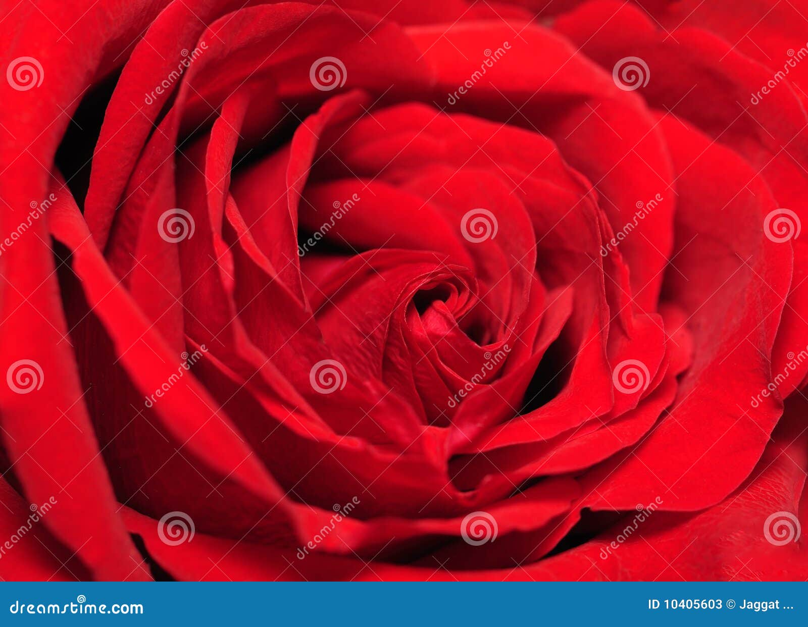 Rose Close-up stock image. Image of bouquet, growth, freshness - 10405603