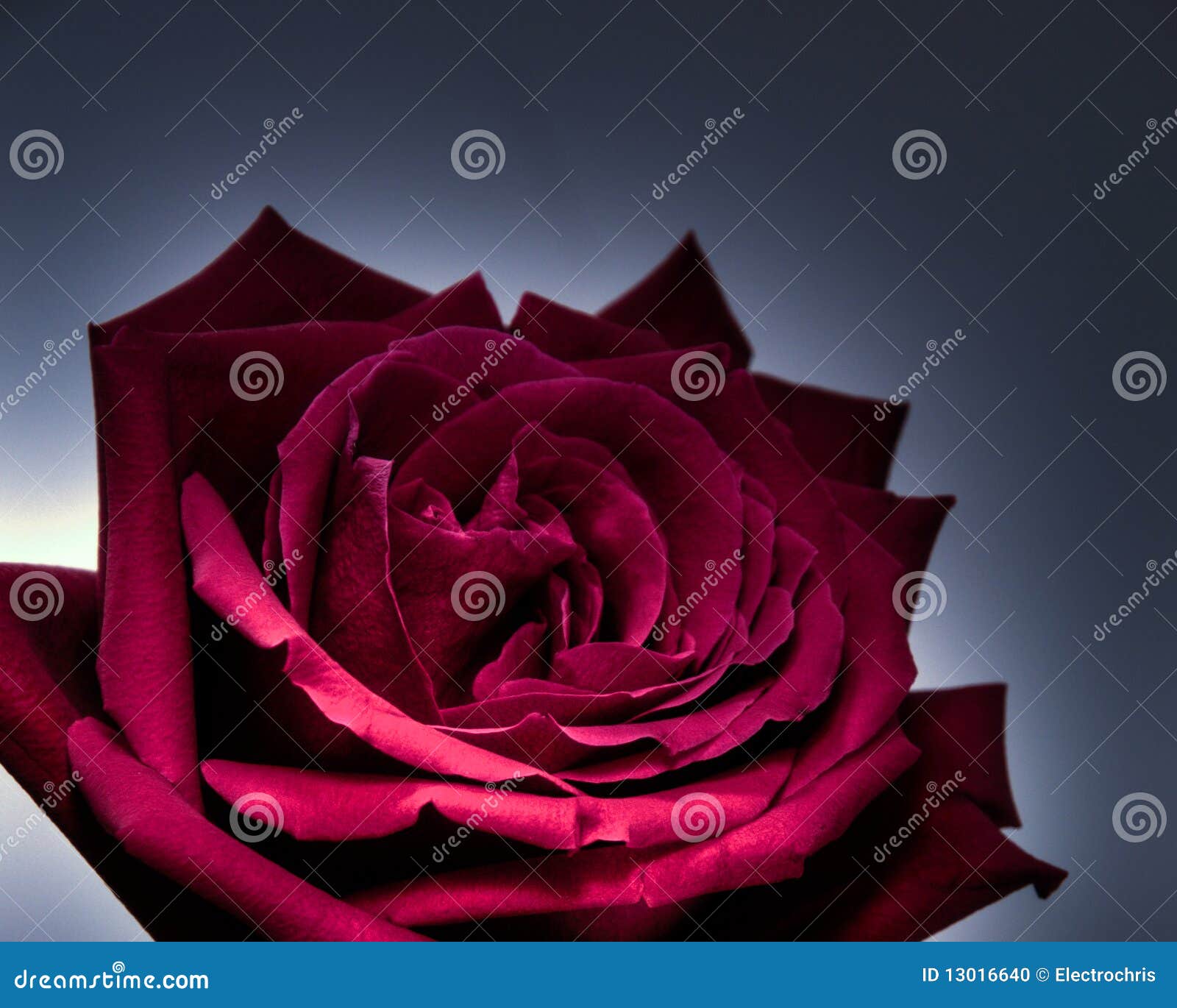 Rose Close-Up stock photo. Image of affectionate, love - 13016640