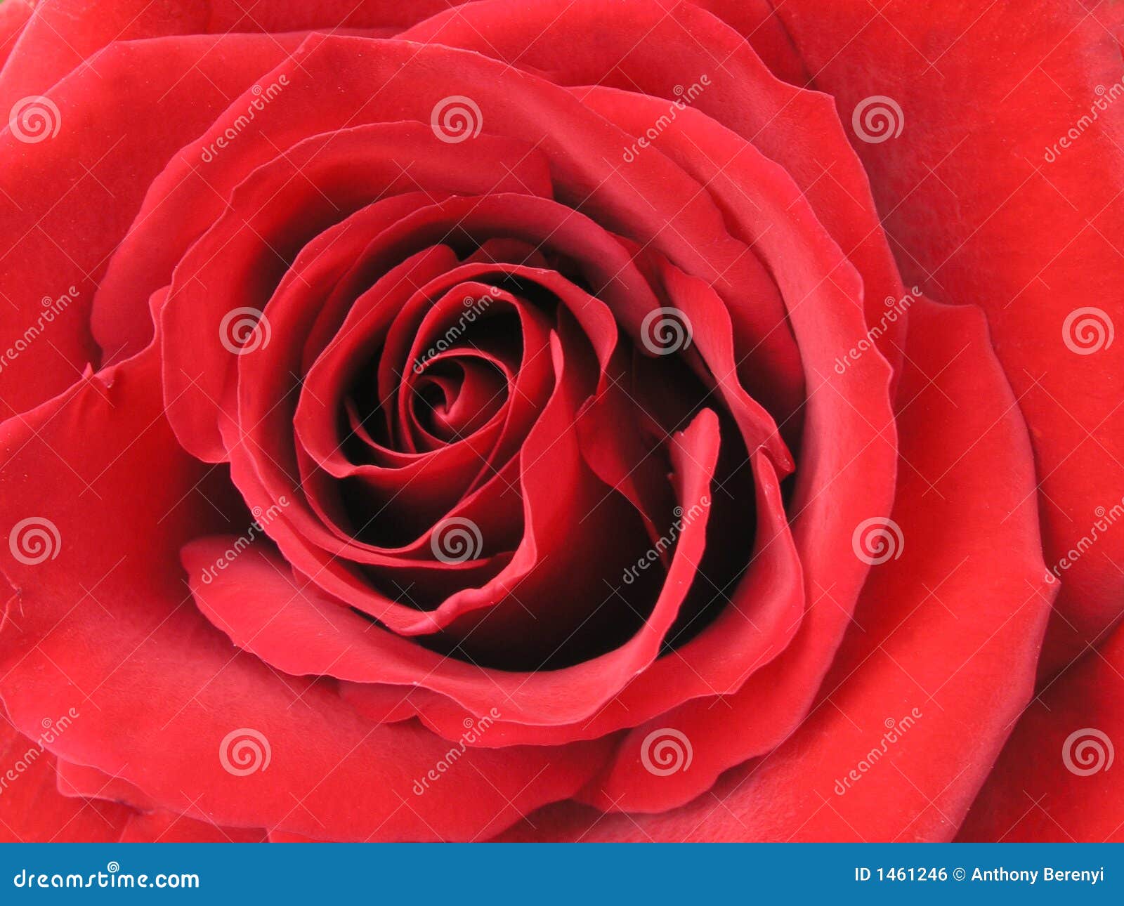 Rose close-up stock photo. Image of rose, flower, bloom - 1461246