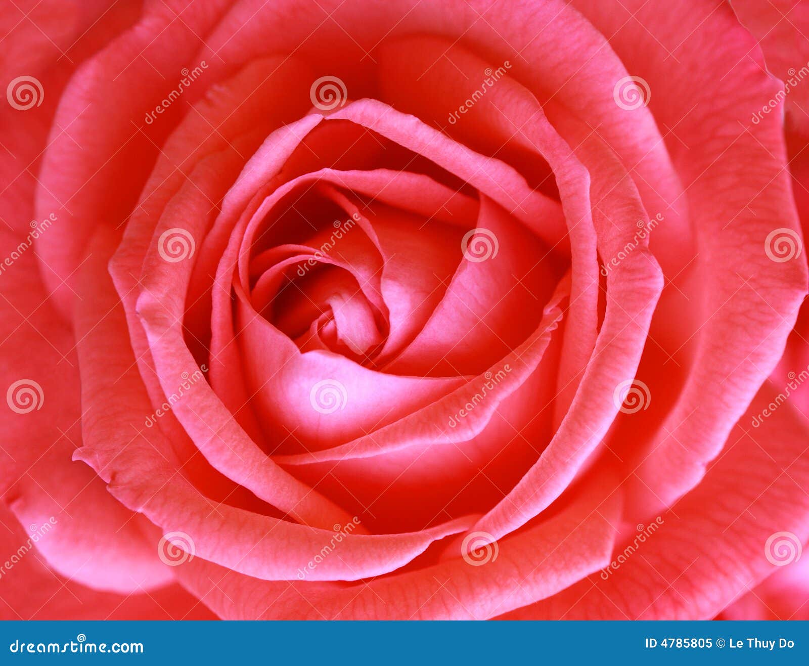 Rose Close-up stock image. Image of floral, petals, special - 4785805