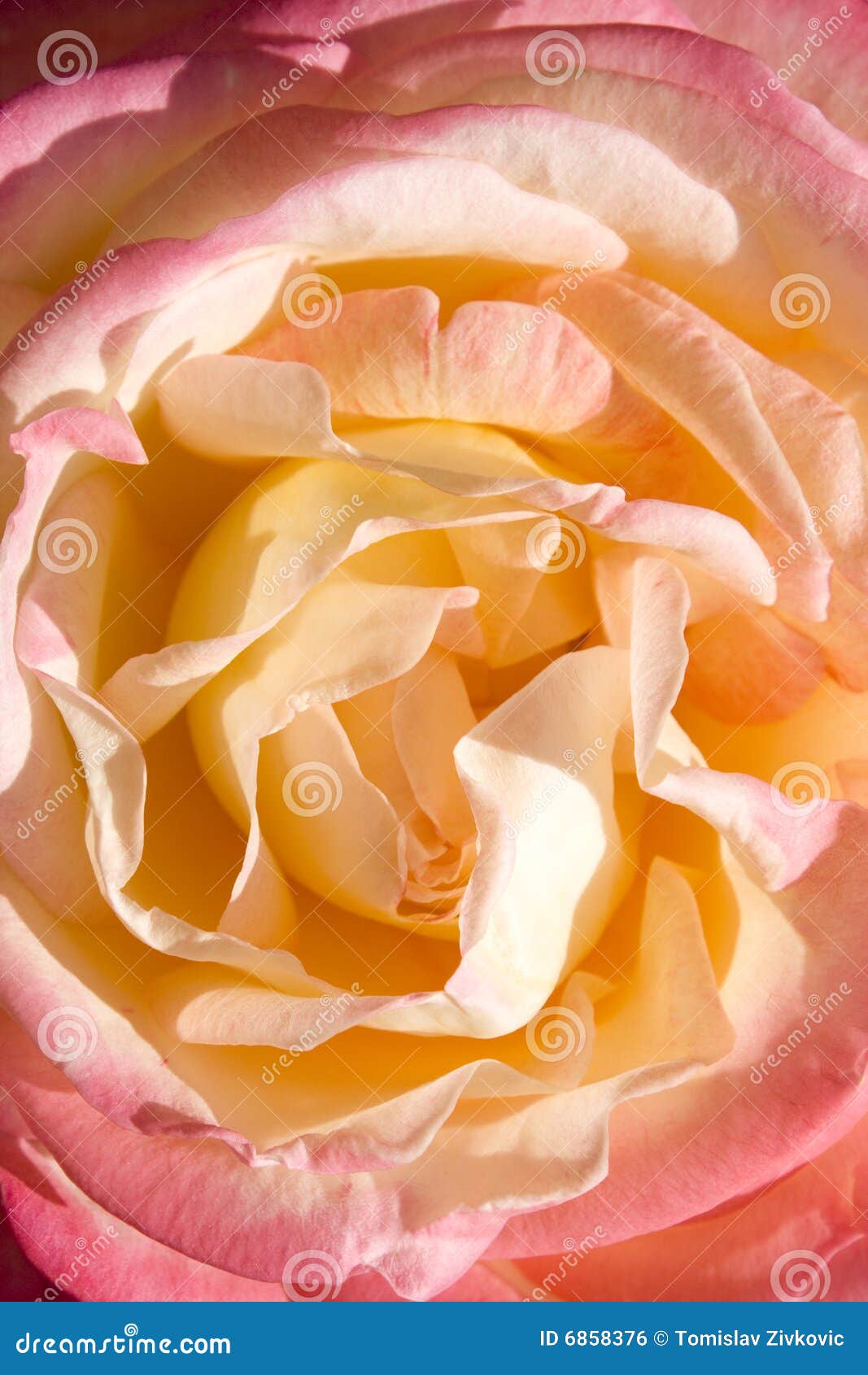 Rose close up stock photo. Image of beautiful, aroma, beauty - 6858376