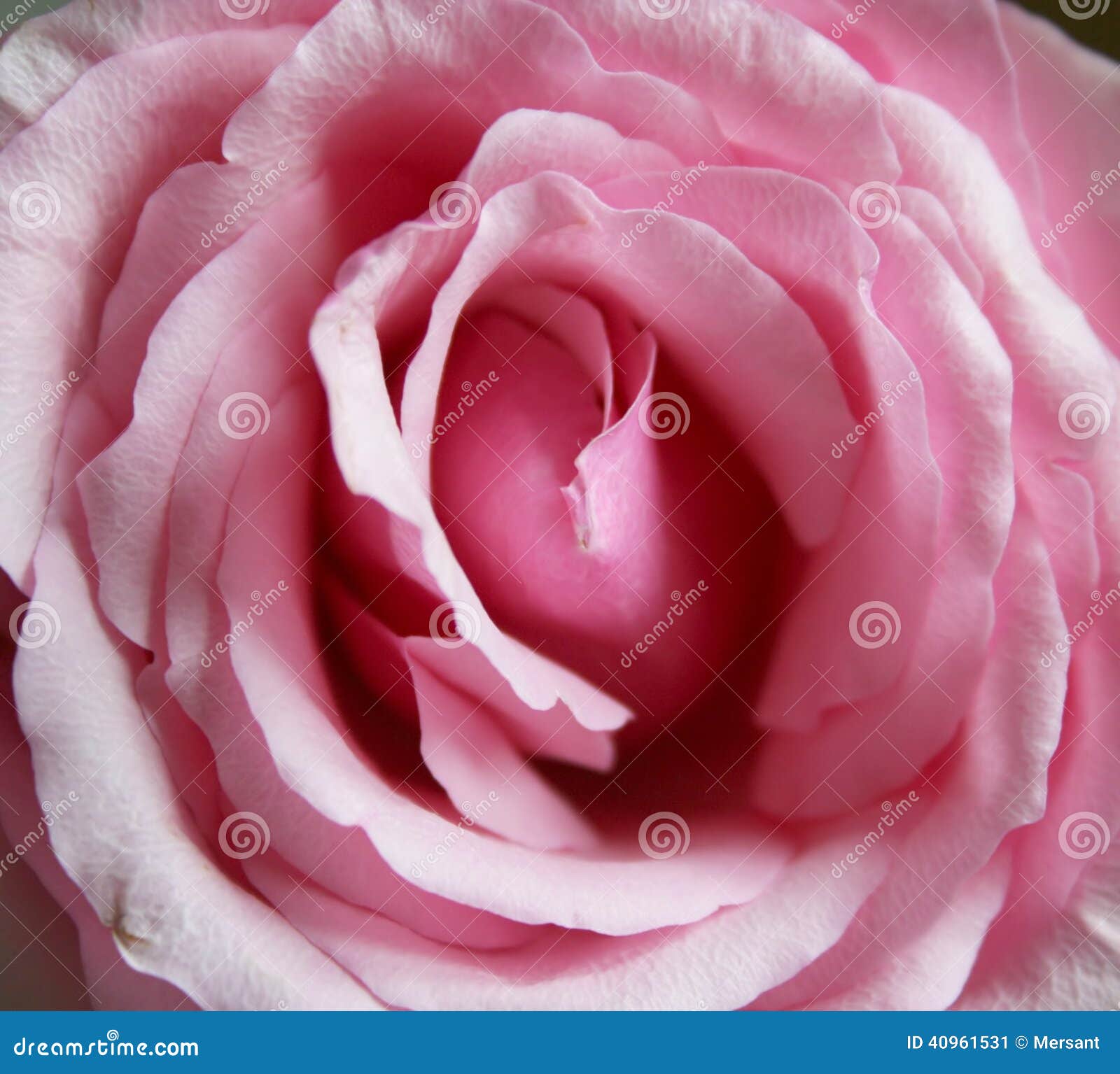 Rose stock image. Image of rose, roses, flower, gardening - 40961531