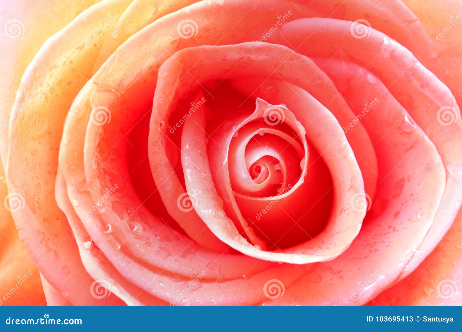 Rose close-up stock image. Image of blossom, closeup - 103695413