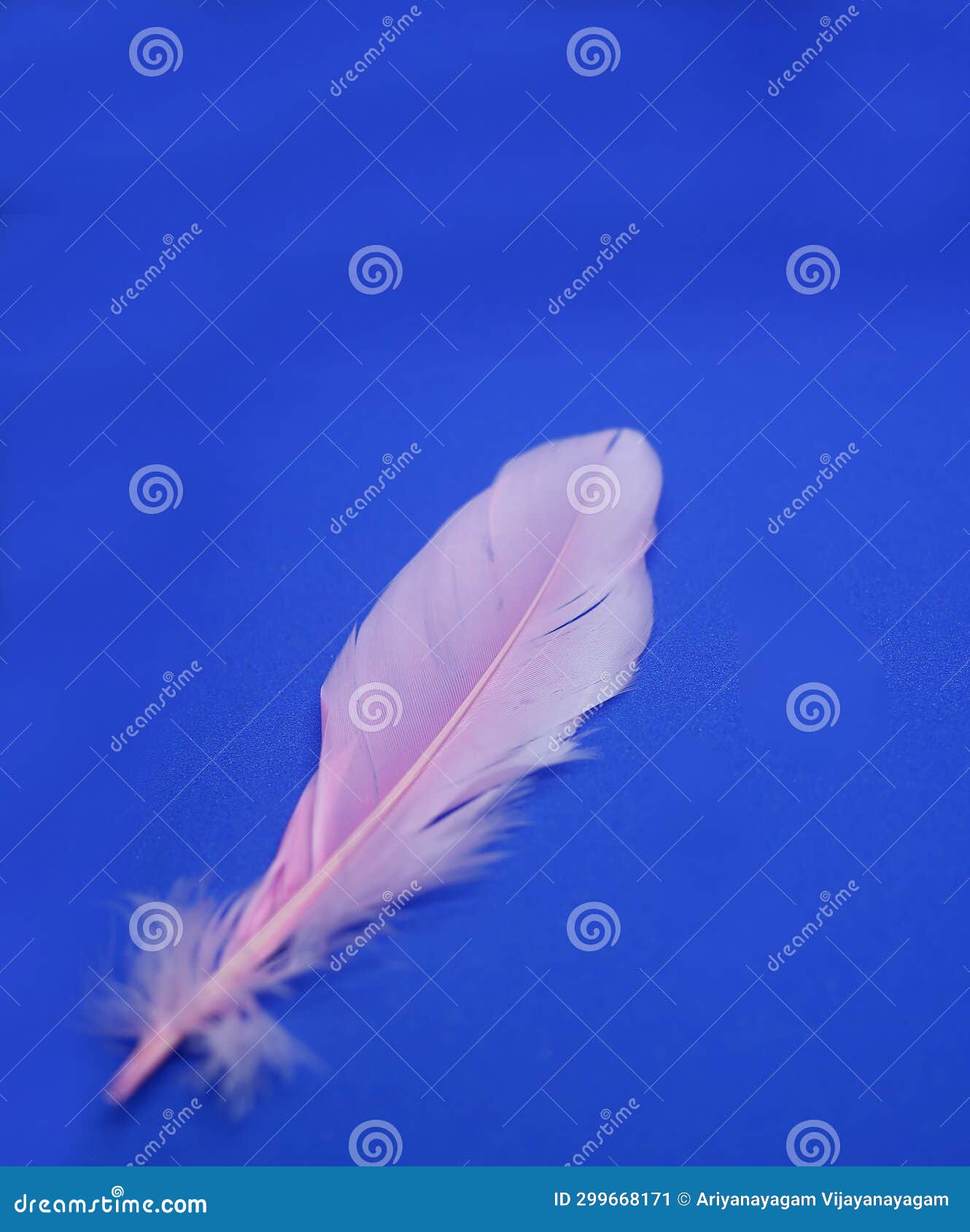 Rose closeup feather stock image. Image of perfection - 299668171