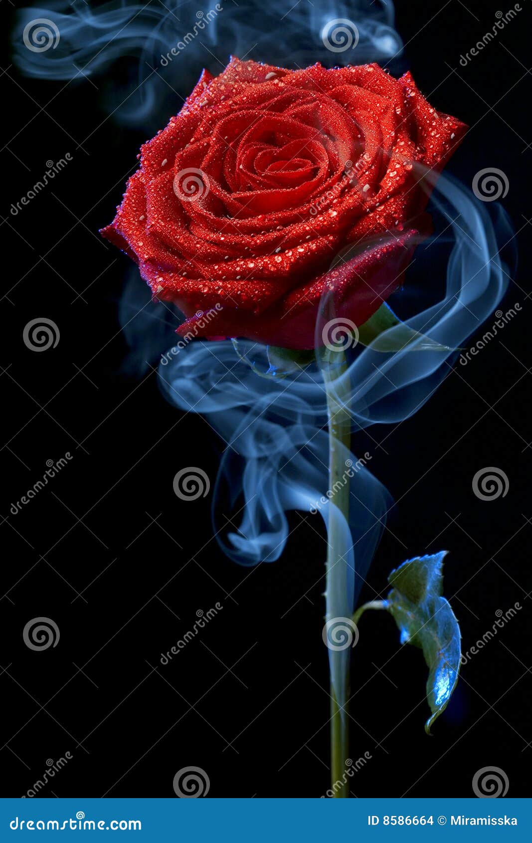 Rose in clouds of smoke stock photo. Image of nature, bloom - 8586664