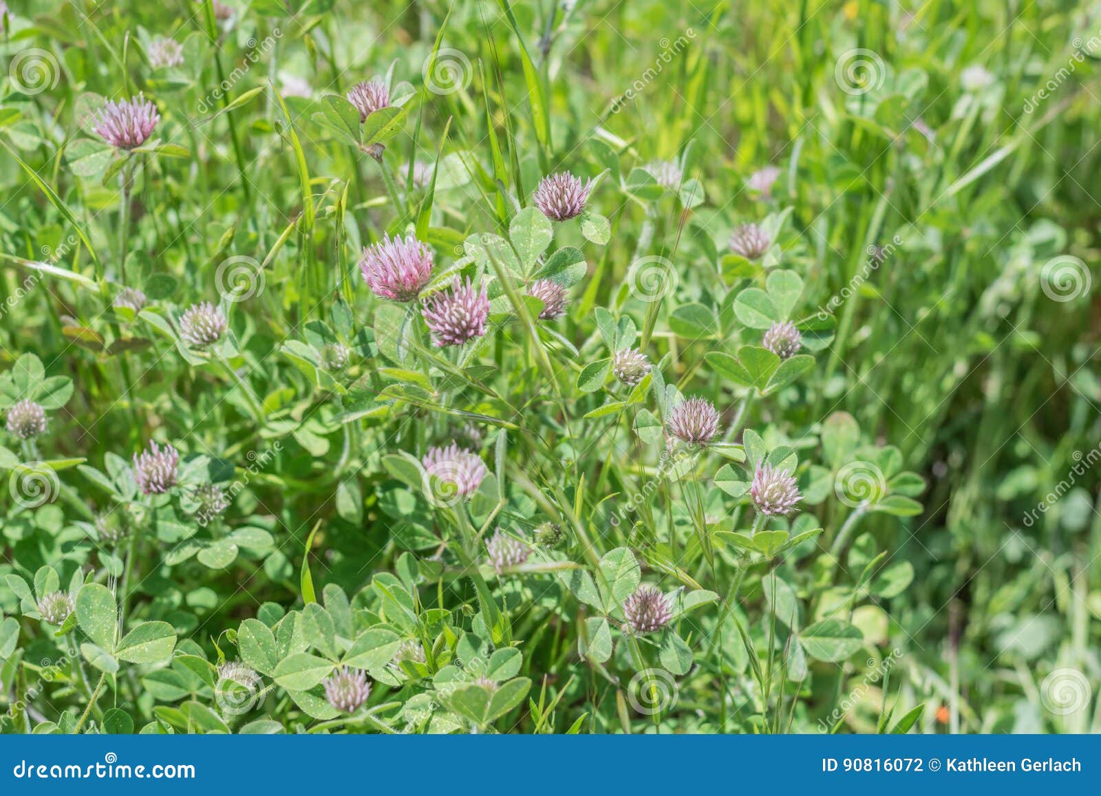 Rose Clover Flowers In Grass In Tuscany Meadows Royalty-Free Stock ...